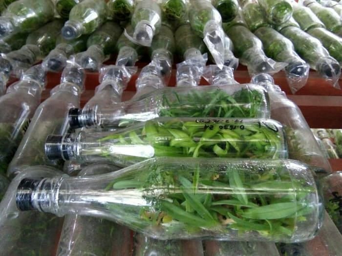 Anggrek Botol Hybrid Banyak warna | Lazada Indonesia