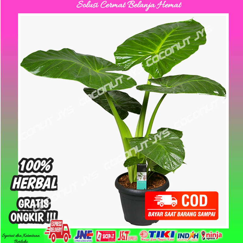 tanaman hias sente hijau-sente hijau ukuran jumbo-keladi sente-alocasia ...