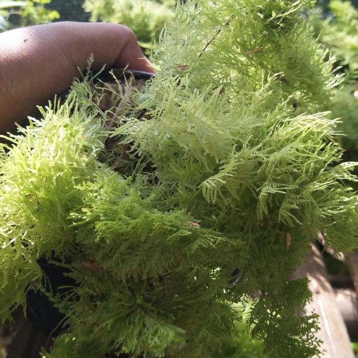 PROMO tanaman hias gantung unik pakis embun -hijaudaunku | Lazada Indonesia