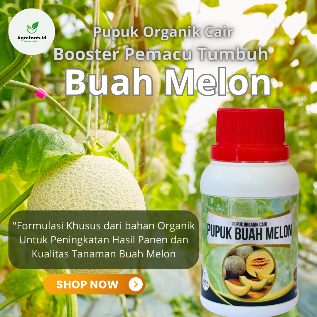 Pestisida Melon: Mengatasi Ulat Grayak dan Lalat Busuk Buah | Obat ...