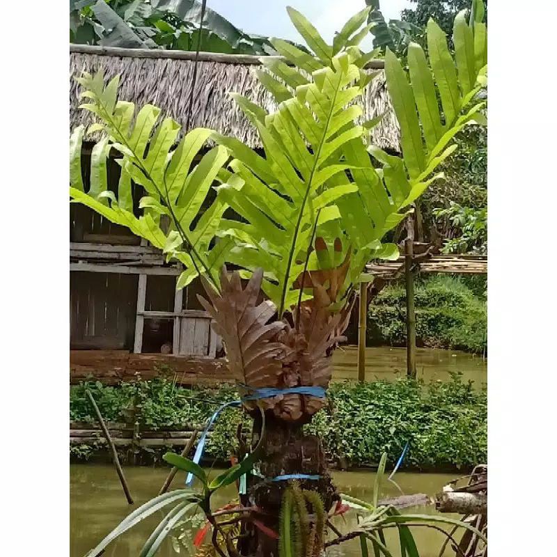 kadaka tempel tanaman hias | Lazada Indonesia