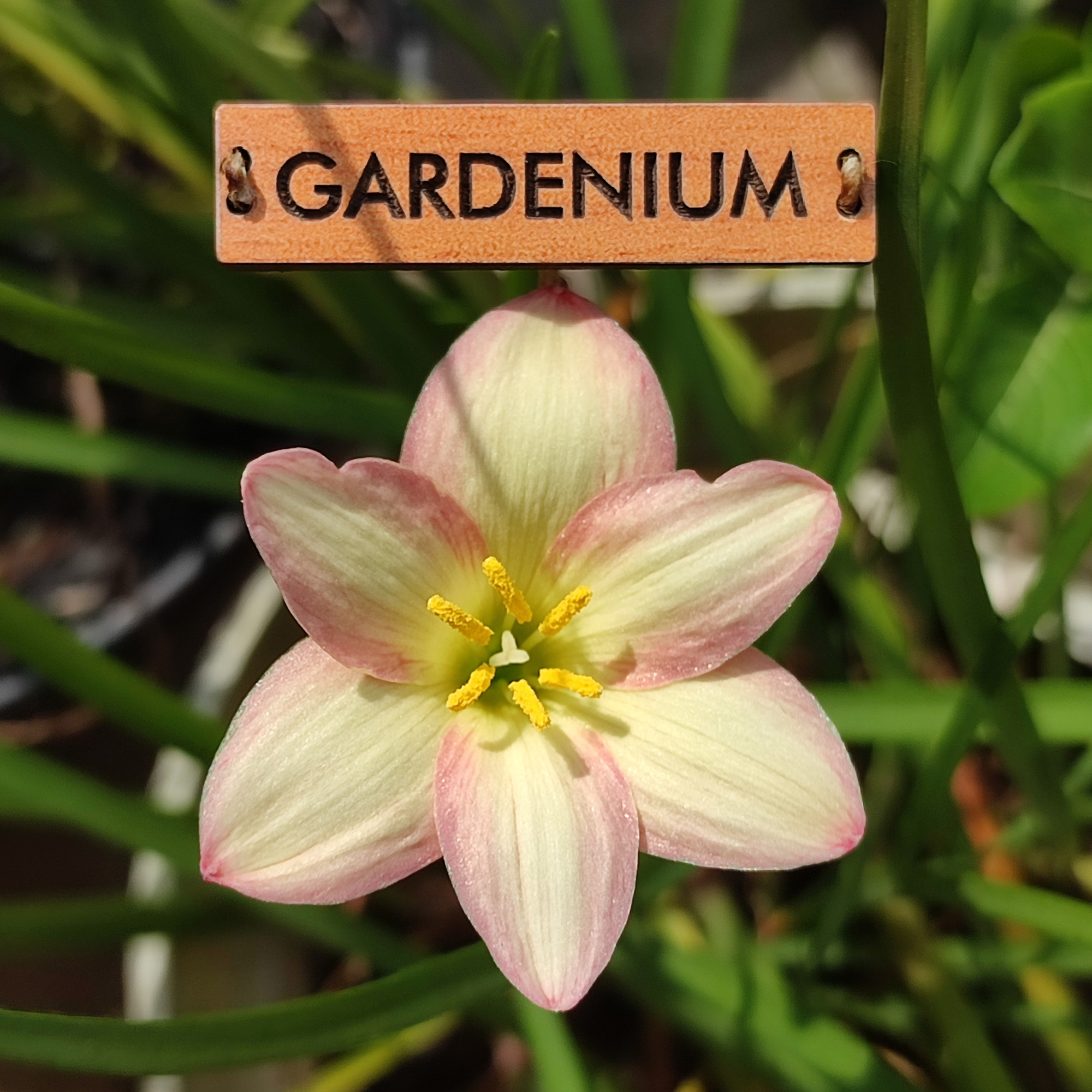 Umbi Bunga Rain Lily Little Girl - Rainlily Zephyranthes Hybrid ...