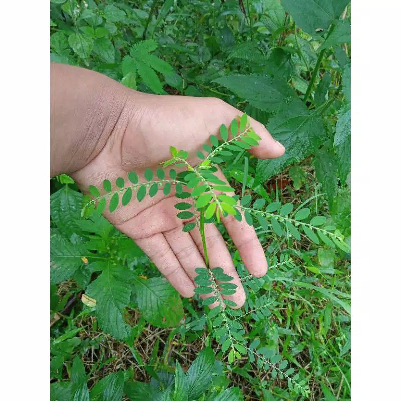 Tanaman Herbal Meniran 20 pcs Tanaman Obat Meniran Tanaman Meniran ...