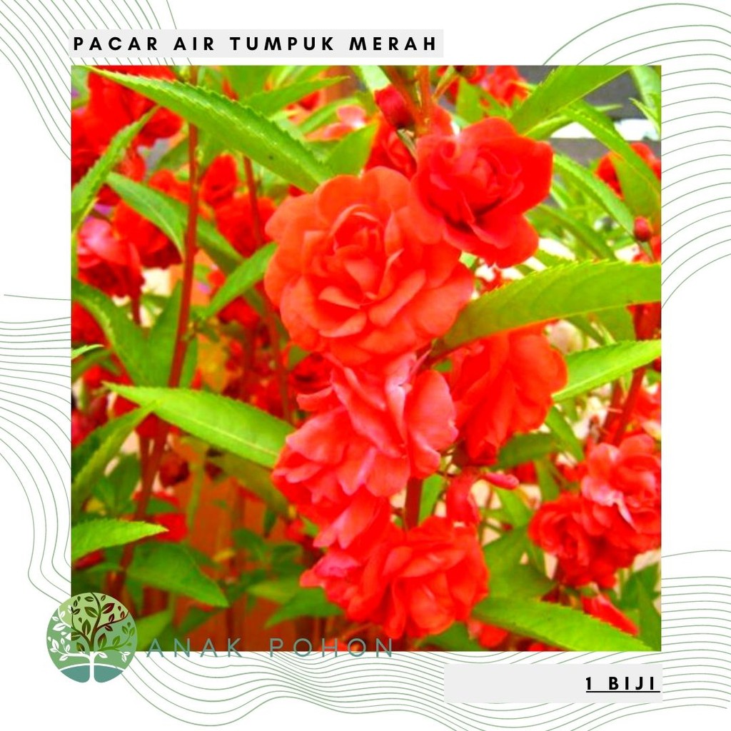 Tanaman Buah dan Sayuran Benih Bibit Biji - Bunga Pacar Air Tumpuk ...