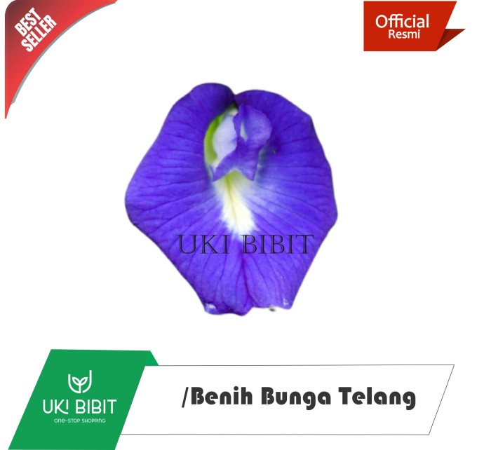 ( 10 Butir ) Benih Bunga Telang / Bunga Kupu-kupu | Lazada Indonesia