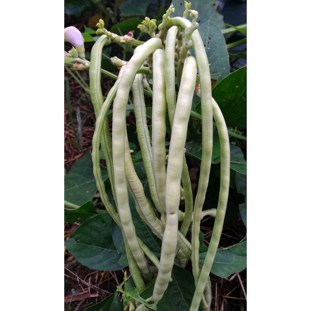 Isi 100 Biji Kacang Tunggak Hijau Seeds/Benih Biji | Lazada Indonesia