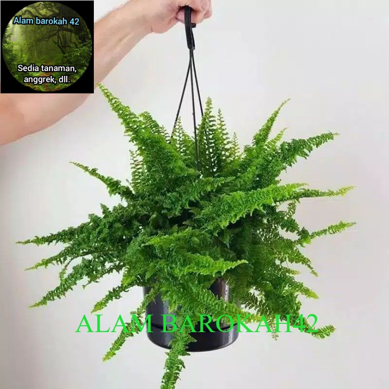 pakis embun | Lazada Indonesia