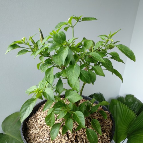 Pohon Cabe Rawit