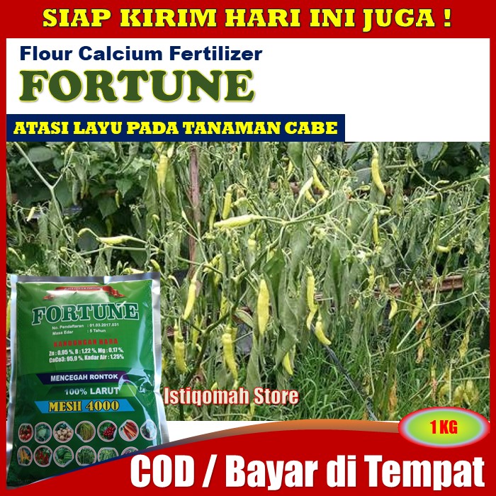 FORTUNE 1 KG Pupuk Kalsium Obat Cabe Biar Buah Lebat - Obat Cabe Daun ...