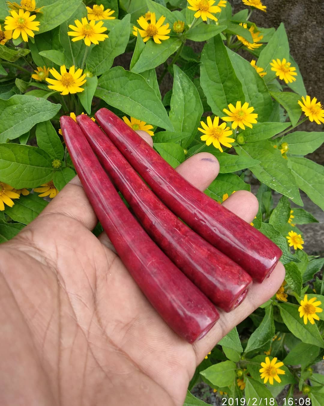 COD Pipa rokok red coral-PIPA ROKOK MARJAN MERAH-PIPA ROKOK DARI KERANG ...