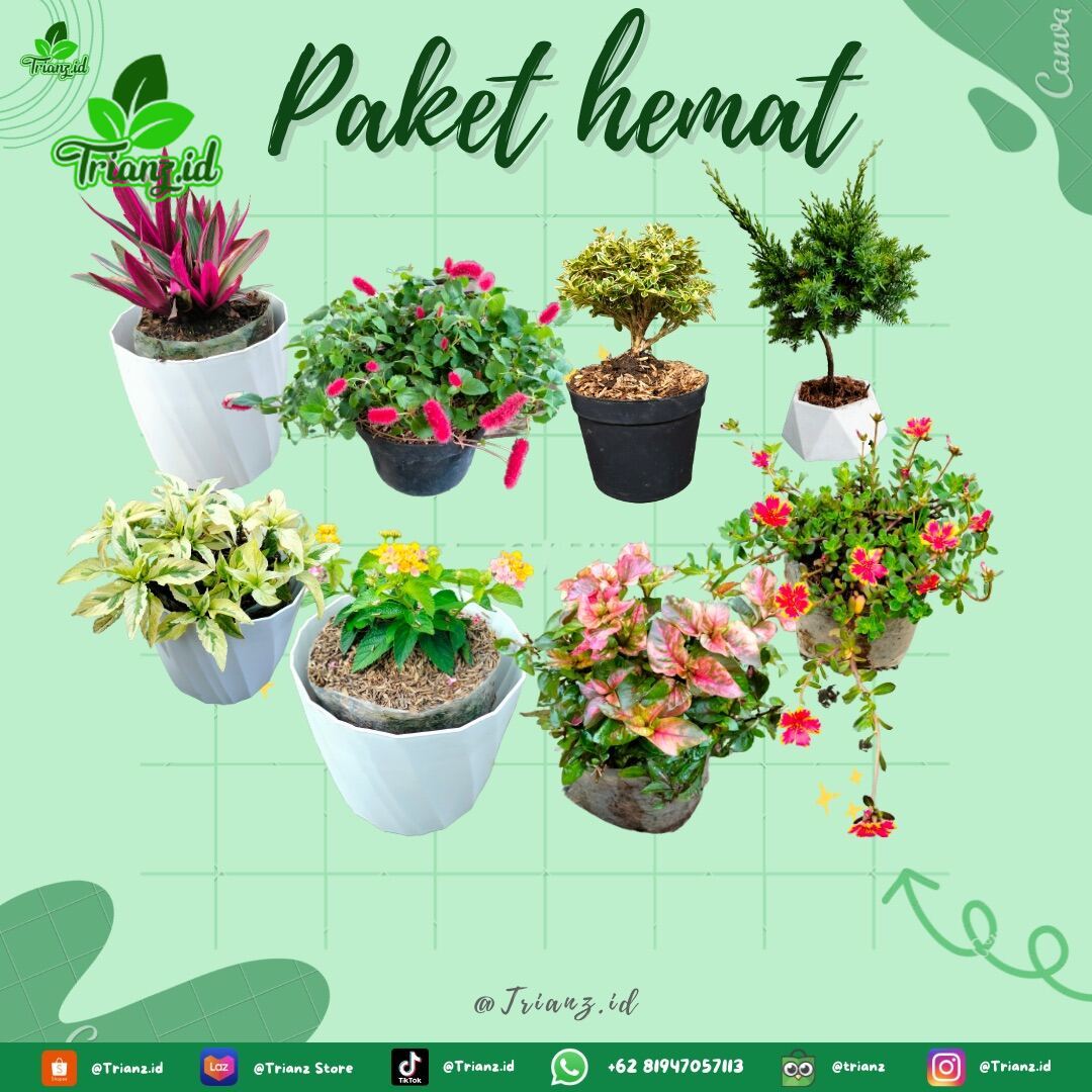Paket hemat isi 8 Tanaman hidup Adam hawa, Ulat merah, Hingkip, Cemara ...