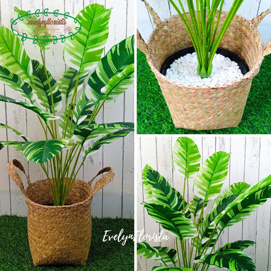 Pohon Daun Musa Florida X18 Semi Latex Artificial Pot Dasar Hitam Cover ...