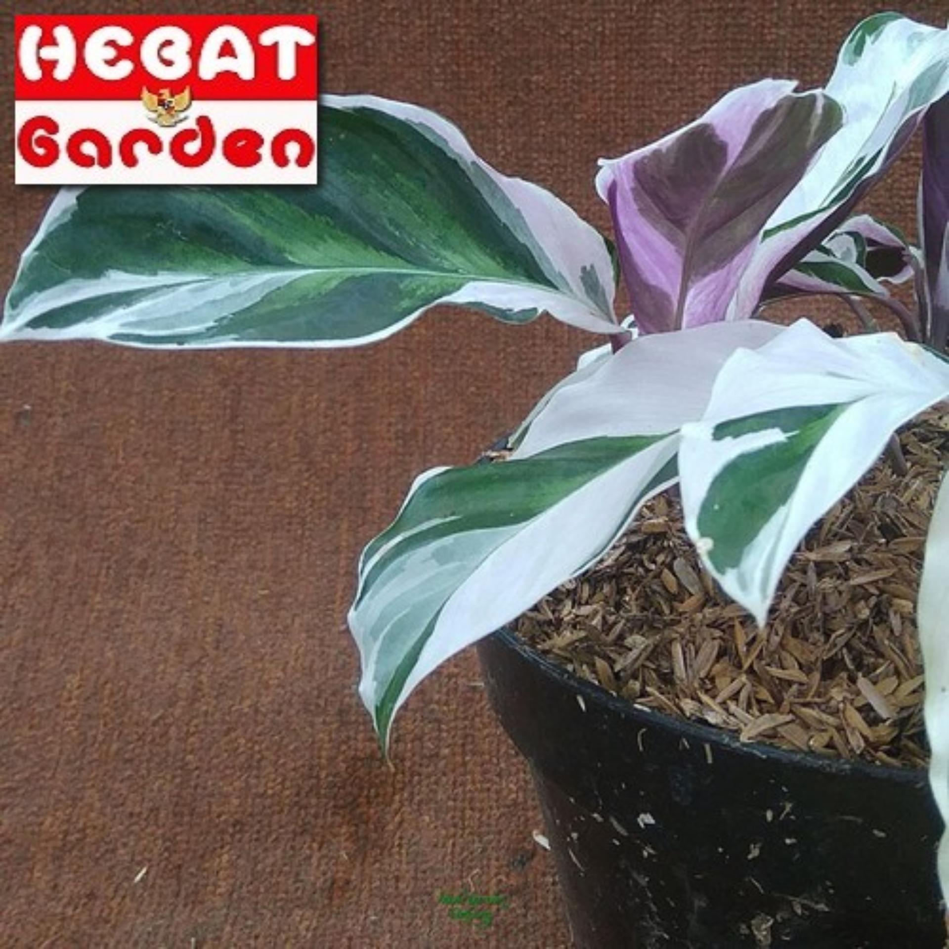 Tanaman maranta tissue - Calathea White fusion | Lazada Indonesia