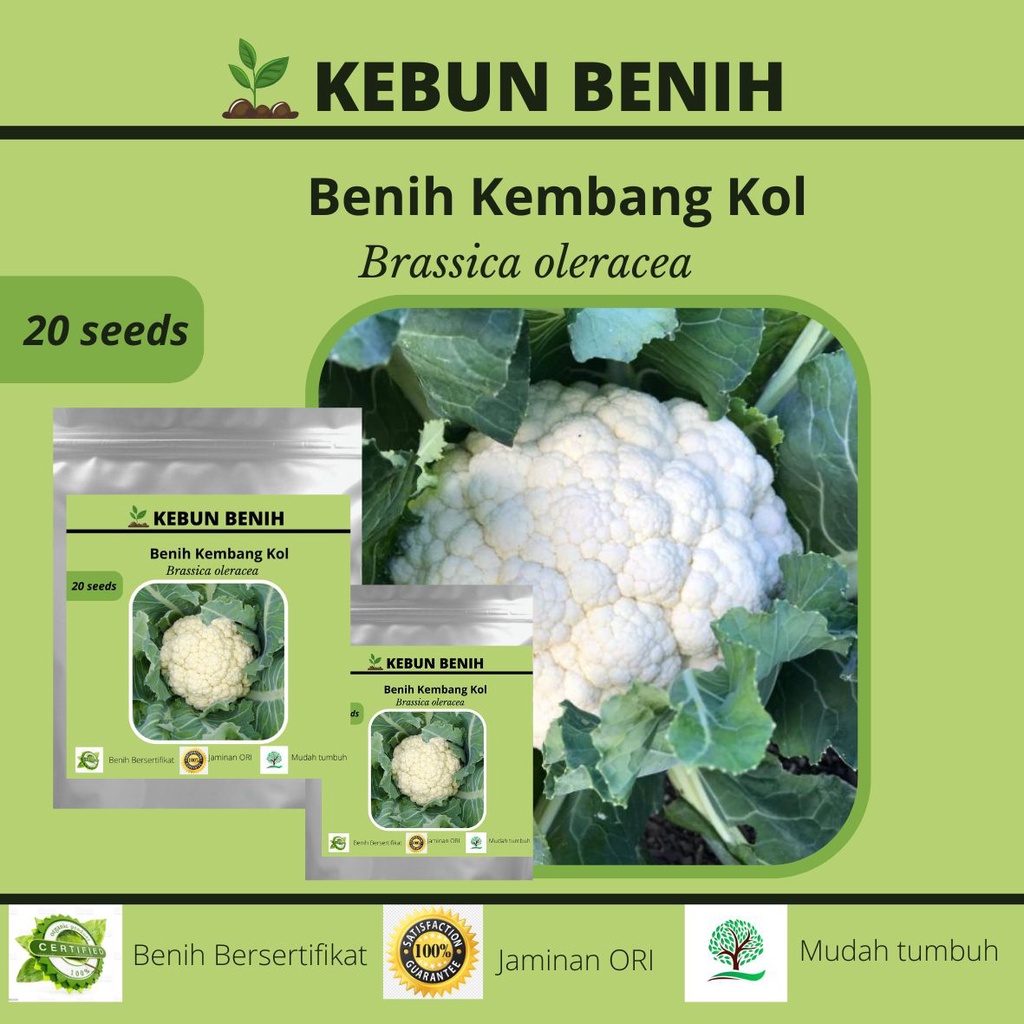 20 Benih Bunga Kol Putih BIMA45/ Benih Kembang Kol Putih Adaptif ...