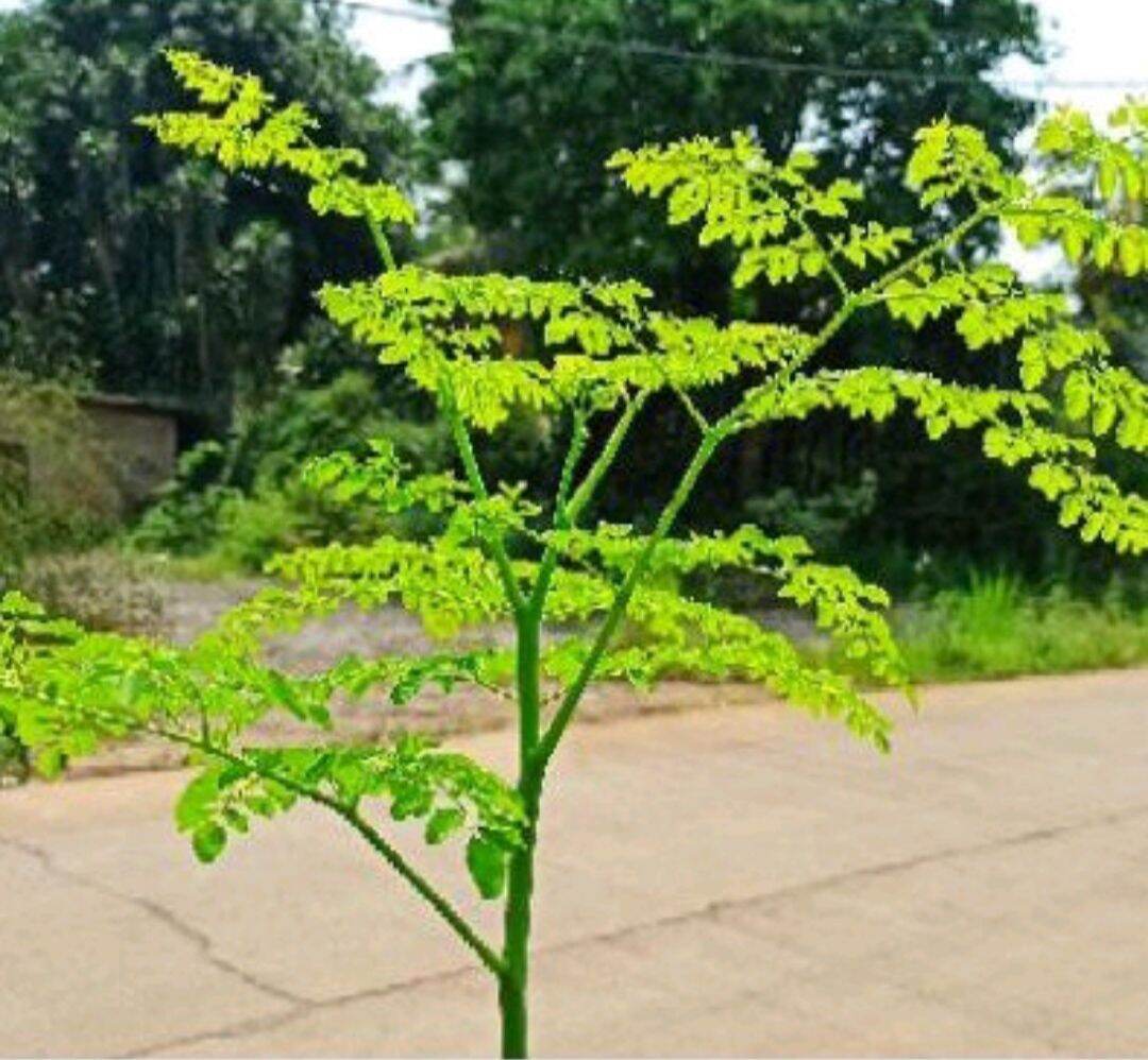 Bibit tanaman, pohon Daun kelor, stek batang kelor, isi 12 batang ...