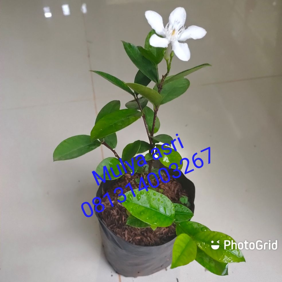 Tanaman melati Yasmin, tanaman bunga melati yasmin | Lazada Indonesia