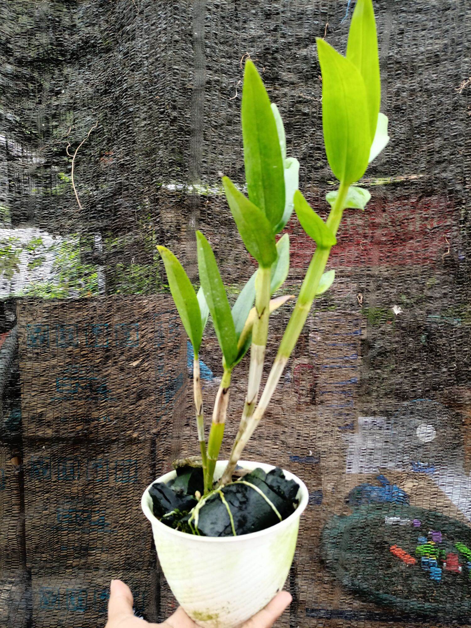 Anggrek Dendrobium Larat Dewasa Siap bunga Tanpa Pot | Lazada Indonesia