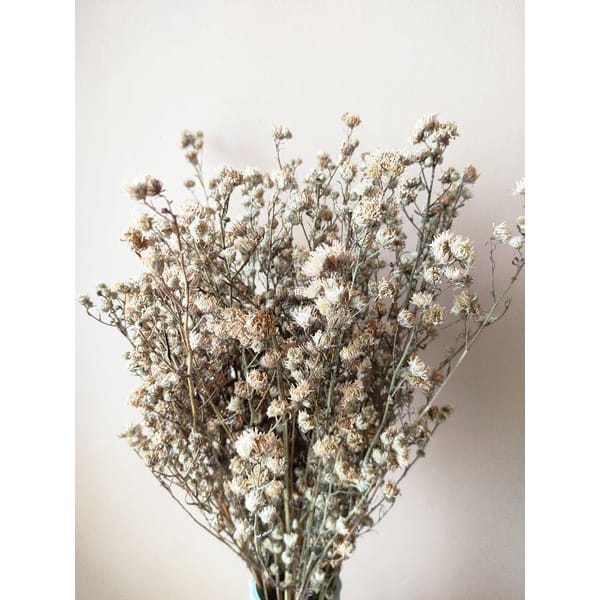 BUNGA PIKOK PUTIH KERING| DRIED PIKOK| DRIED PEACOCK Hiasan Buket Bunga ...