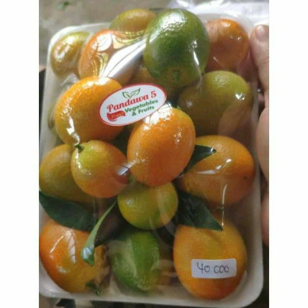 Terlaris Promo Bibit Tanaman Buah Jeruk Nagami (jeruk yg bisa di makan ...