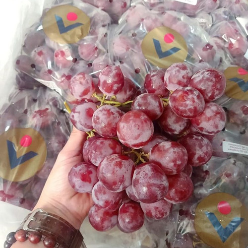 buah anggur merah peru segar 1 kg | Lazada Indonesia
