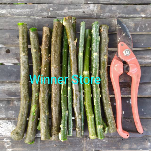 1 stek batang tanaman daun gedi abelmoschus manihot lagikuway po fai ...