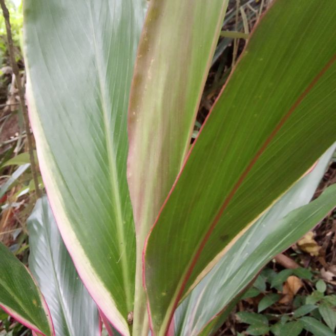 Daun andong atau daun hanjuang segar kg | Lazada Indonesia