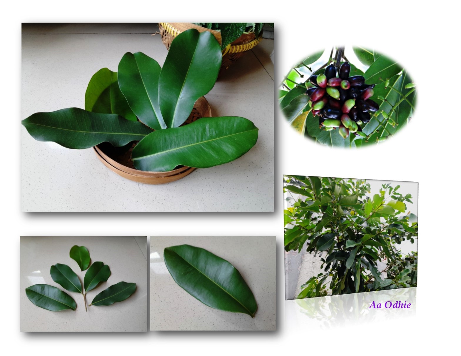 Daun Segar Tanaman Jamblang 10 Helai Jambu Keling Duwet Syzgium Cumini ...