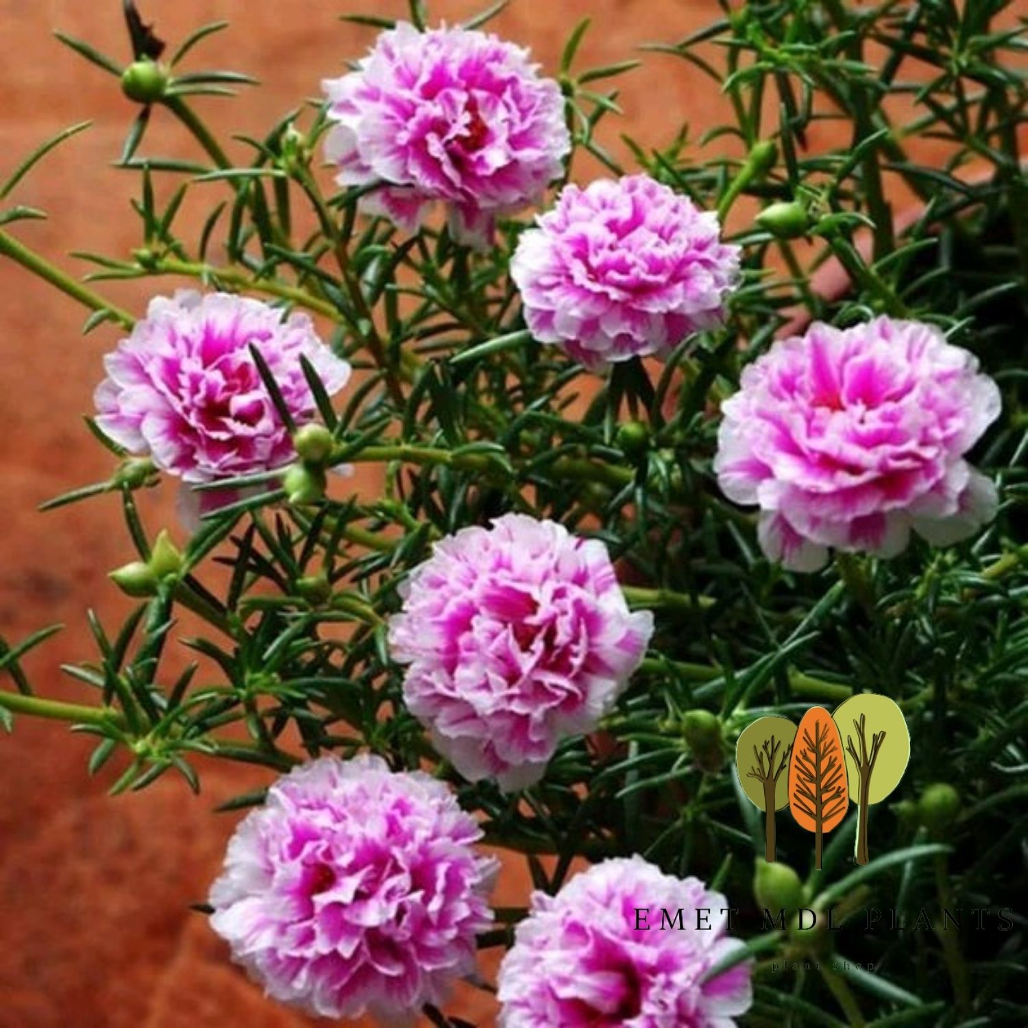 TANAMAN GANTUNG - BUNGA KROKOT PORTULACA BUNGA SUTRA BOMBAY BUNGA PUKUL ...