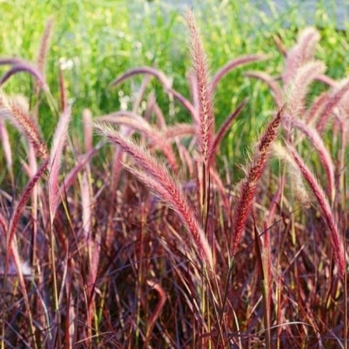 Tanaman hias rumput ekor kuda merah/ Alang Alang merah/tanaman hias ...