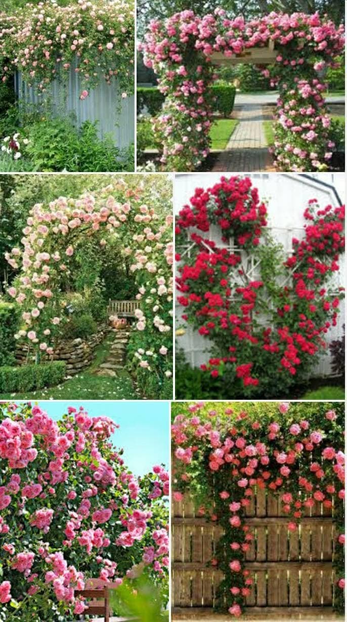 Mawar Rambat Bibit Bunga Climbing Rose Tanaman Hidup Banyak Warna ...