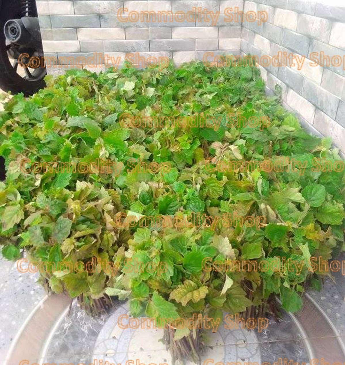 Bibit Nilam Aceh Unggul Jenis Sidikalang | Lazada Indonesia