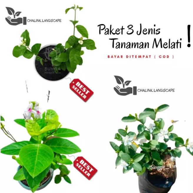 Paket 3 Jenis Tanaman Melati - Melati Jawa - Melati Jepang - Melati ...