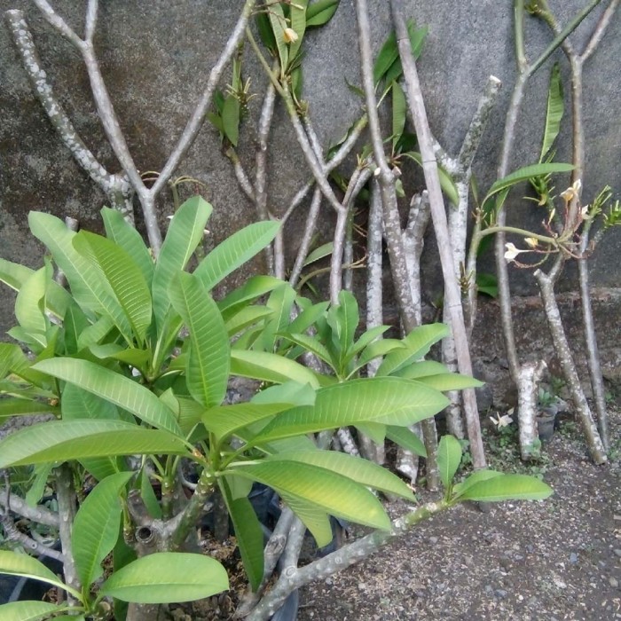 Bibit Pohon Kamboja Bali Merah | Plumeria | Stek Batang Bunga Kamboja ...