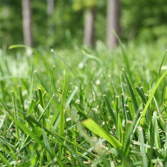ISI PAKET : 100 Benih Bibit Rumput Jepang Bermuda Grass Seed Standar ...