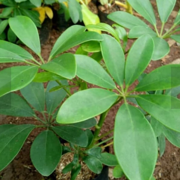 pohon wali songo hijau | Lazada Indonesia