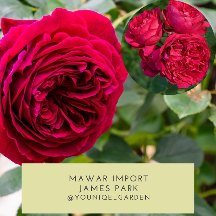 Tanaman Bunga Mawar Import James Park Sudah Kuntum / Berbunga | Lazada ...
