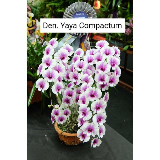 dendrobium mini yaya compactum siap bunga | Lazada Indonesia