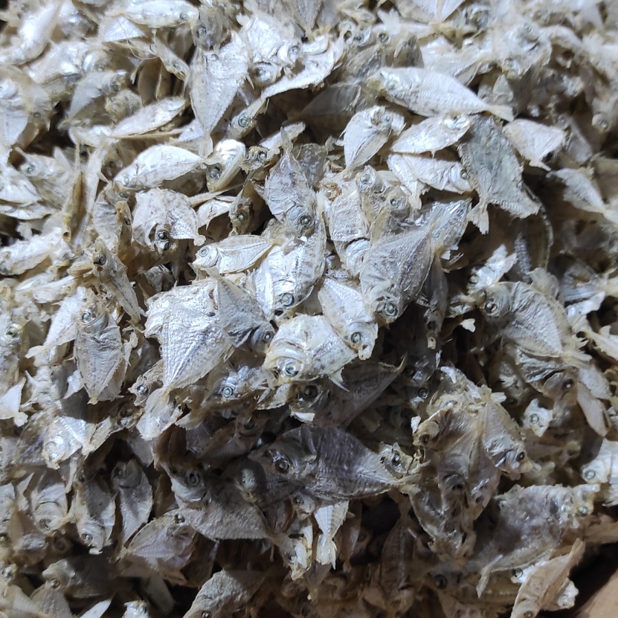 ikan asin petek/pepetek | Lazada Indonesia