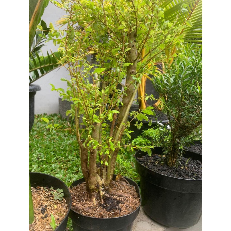 Bahan Bonsai Legistrum Golden Batang Besar Free Kawat Bonsai | Lazada ...