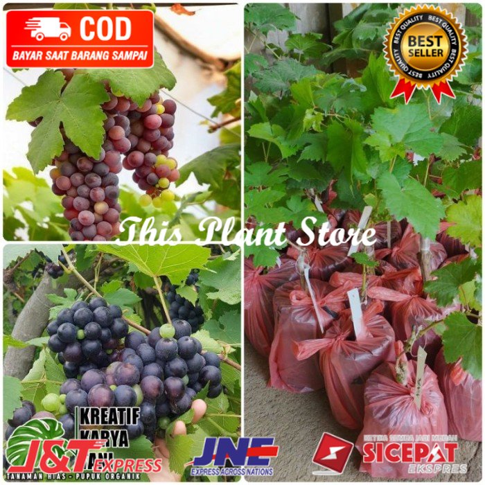 PROMO!! Tanaman anggur - Pohon anggur - Bibit tanaman anggur | Lazada ... PROMO!! Tanaman anggur - Pohon anggur - Bibit tanaman anggur | Lazada ...