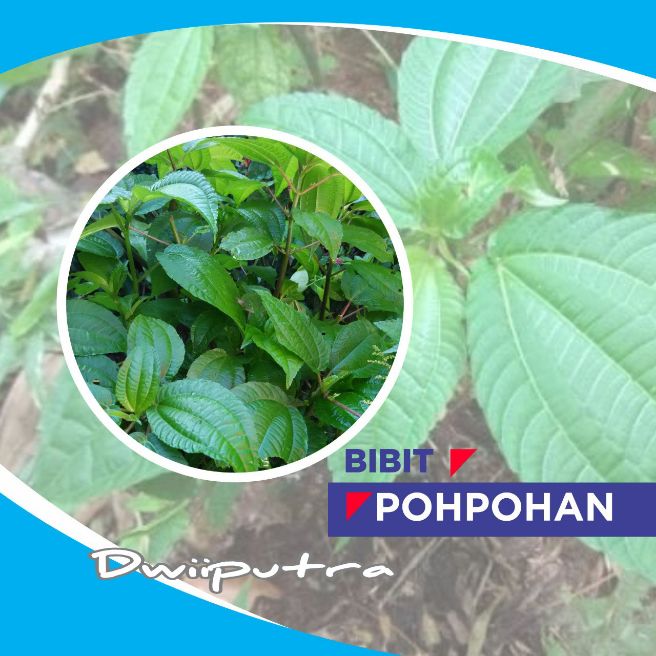 bibit daun pohpohan , daun pohpohan lalaban paling enak di coel ke ...