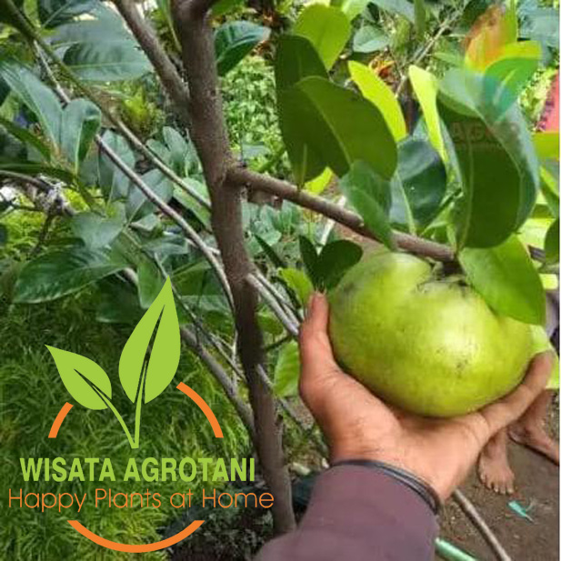 Bibit Tanaman Sawo Hitam/ Asli Tanaman Black Sapote Matt Giant Hasil ...
