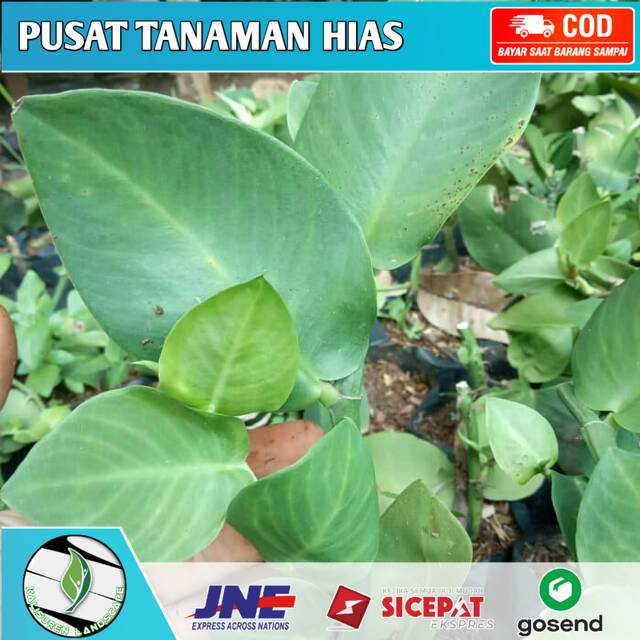 Tanaman rambat dolar daun besar - Pohon dollar rambat besar | Lazada ...