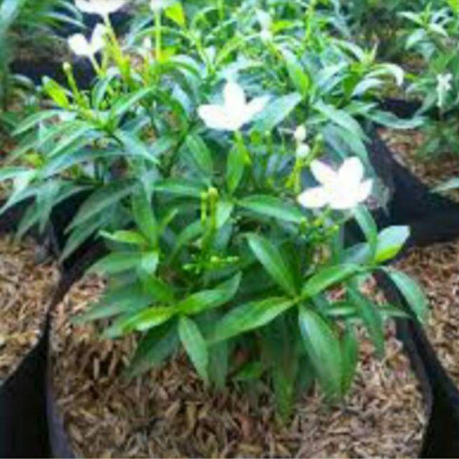 pohon mealti mini | Lazada Indonesia