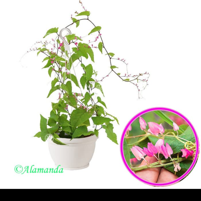 NEW!! tanaman hias merambat/bunga air mata pengantin | Lazada Indonesia