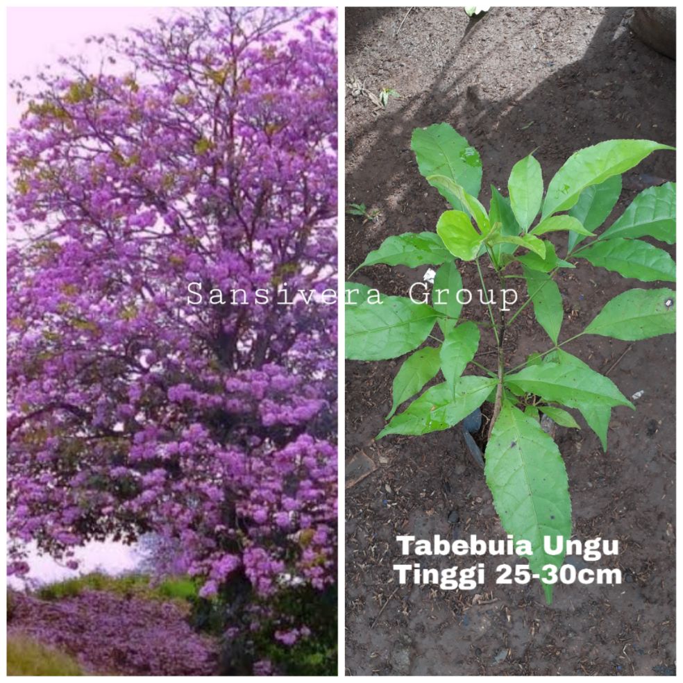 Tanaman Tabebuia Ungu dapat 10 Pohon / Tabebuya Rosea | Lazada Indonesia