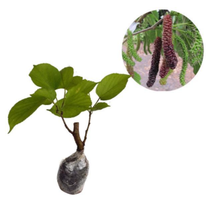 Tanaman Buah Long Murbei ( Himalayan Murbei ) | Lazada Indonesia