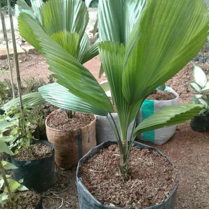 bibit tanaman palem kipas / palem kol / tanaman palem kol / palem kipas ...