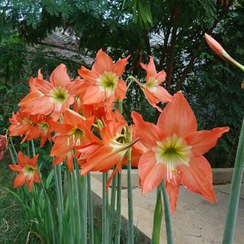 Tanaman hias amarilis orange/bunga bakung | Lazada Indonesia