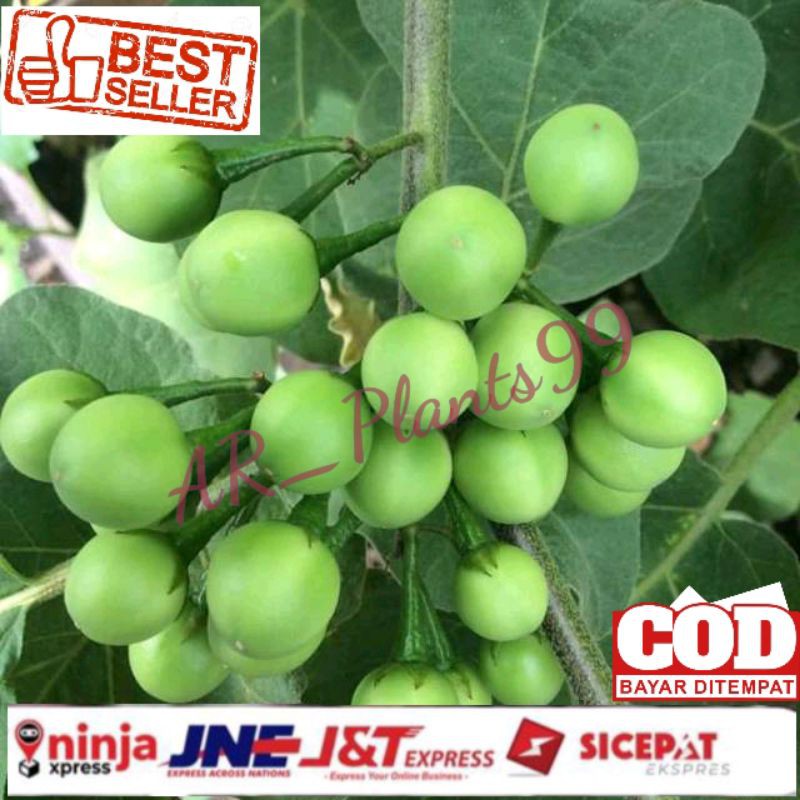 BUAH TEKOKAK | BUAH CEPOKAK SEGAR 100 GRAM | Lazada Indonesia